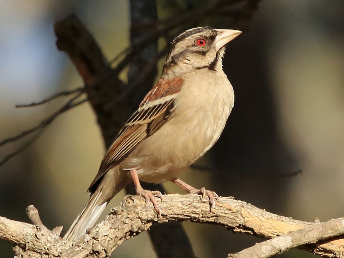 Chestnut-backed Sparrow-Weaver - eBird