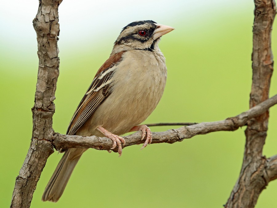 Chestnut-backed Sparrow-Weaver - eBird