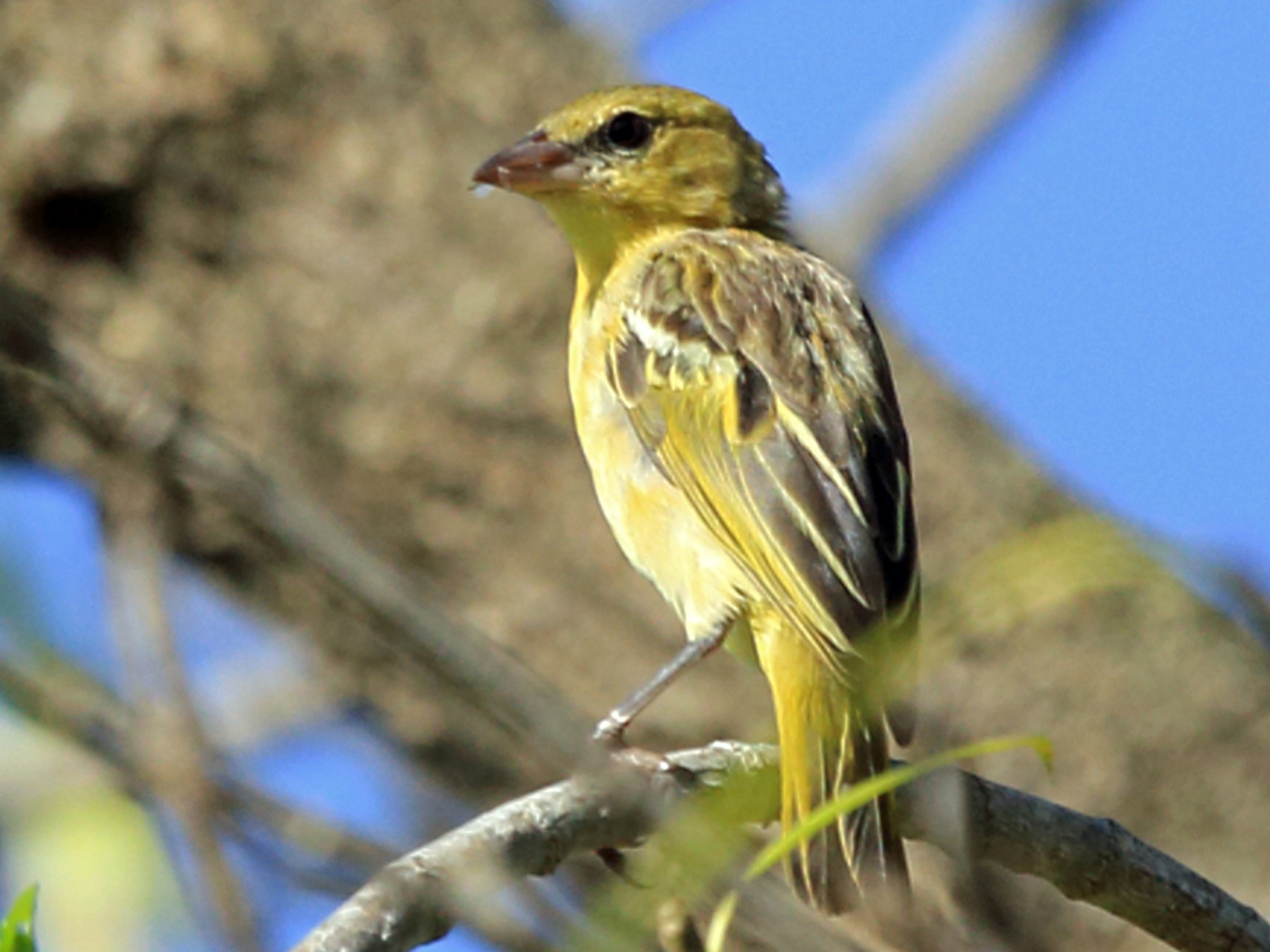 Katanga Masked-Weaver - eBird