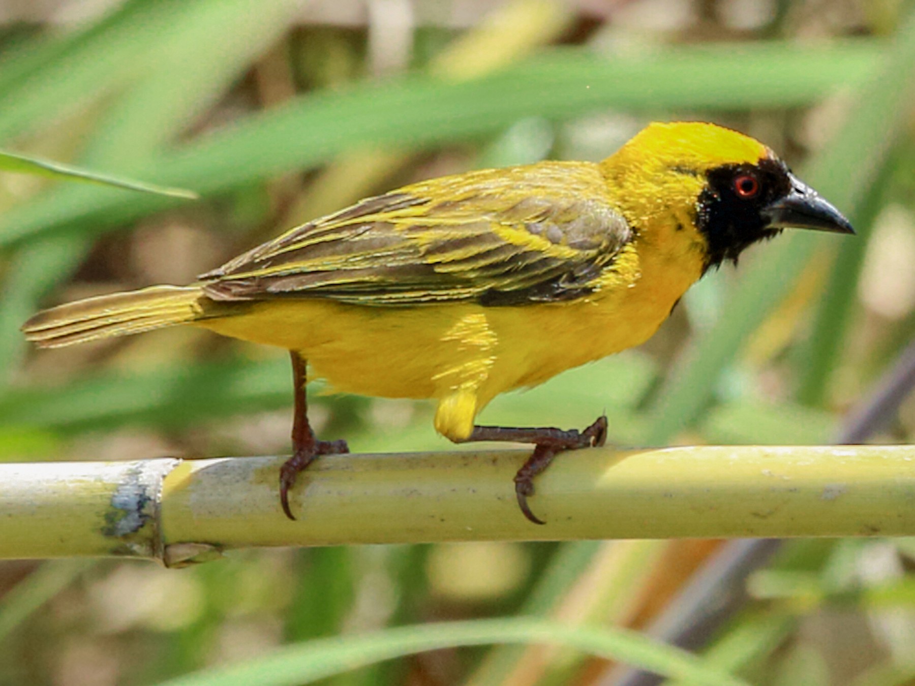 Katanga Masked-Weaver - eBird
