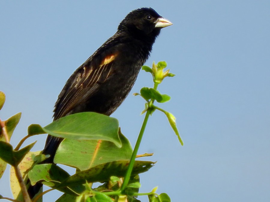 Marsh Widowbird - eBird