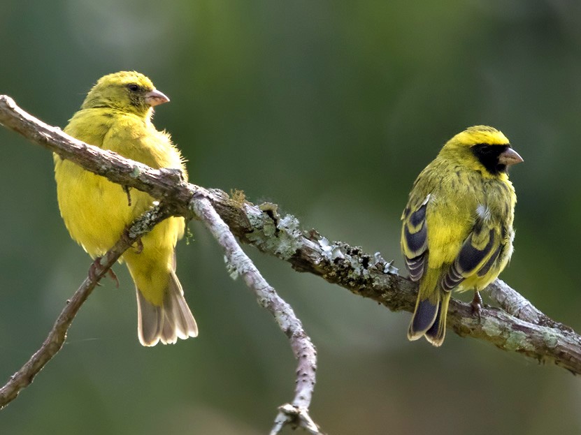 Black-faced Canary - eBird