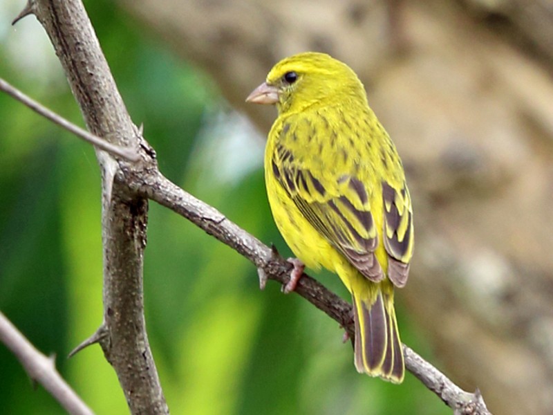 Black-faced Canary - eBird