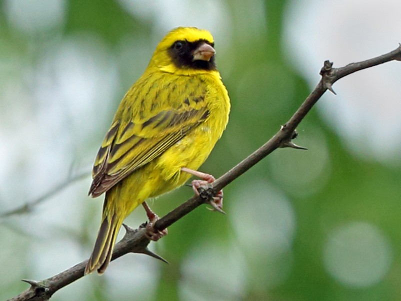 Black-faced Canary - eBird
