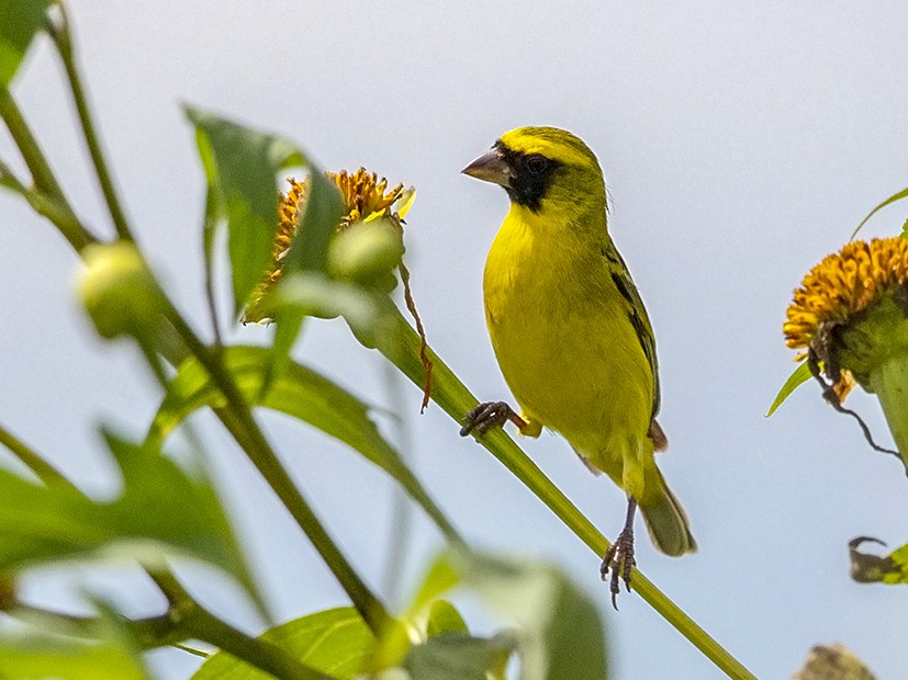 Black-faced Canary - eBird
