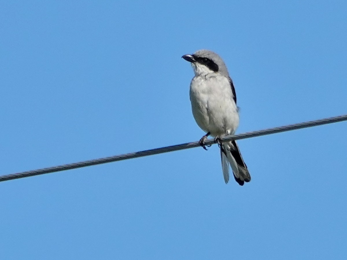eBird Checklist - 4 Aug 2020 - 434 Ave - 1 species