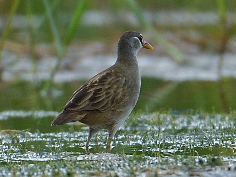 eBird Checklist - 4 Aug 2020 - Neo Tiew Harvest Lane - 12 species