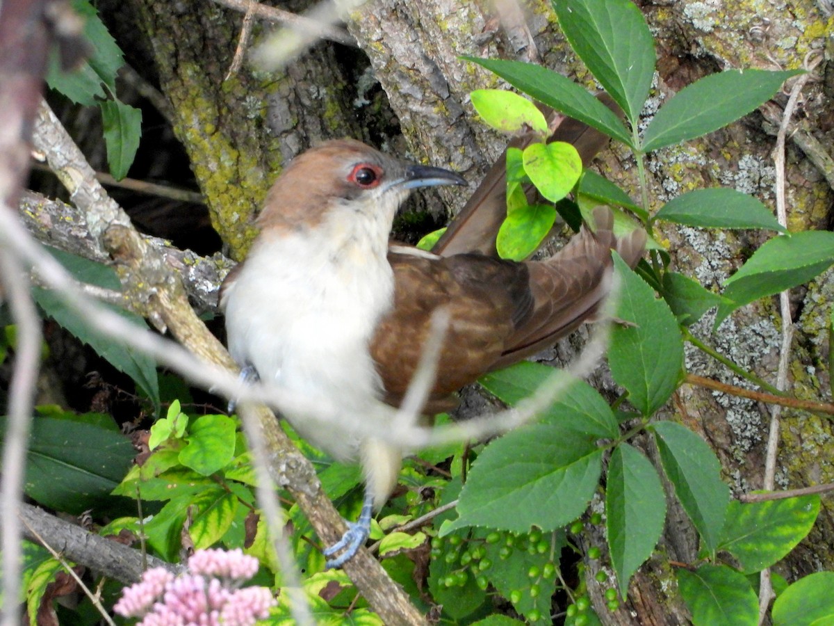 eBird Checklist - 4 Aug 2020 - 1001–1999 Woodbridge Rd, Ithaca US-MI ...