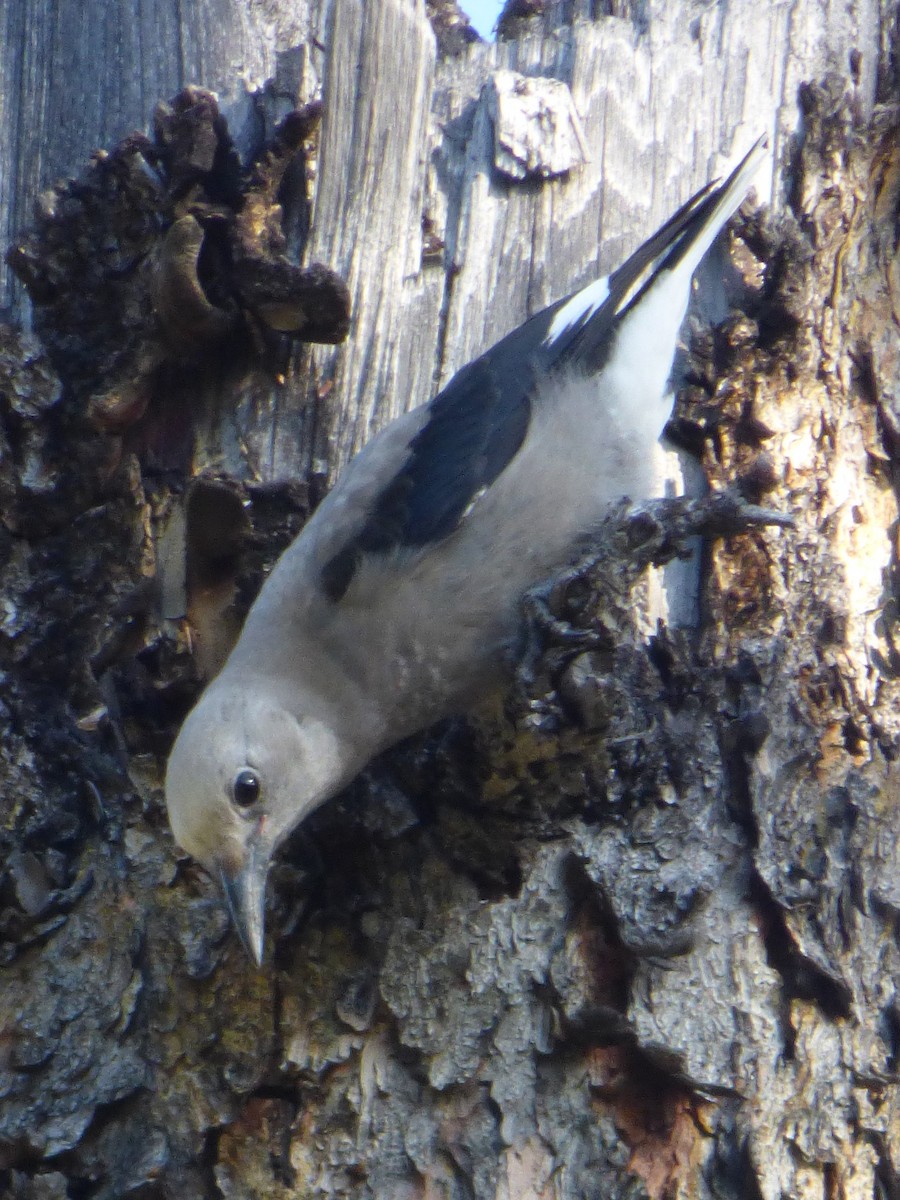 eBird Checklist - 4 Aug 2020 - Banff National Park--Nigel Pass Trail ...