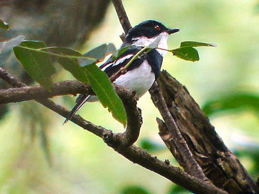 Margaret's Batis - eBird