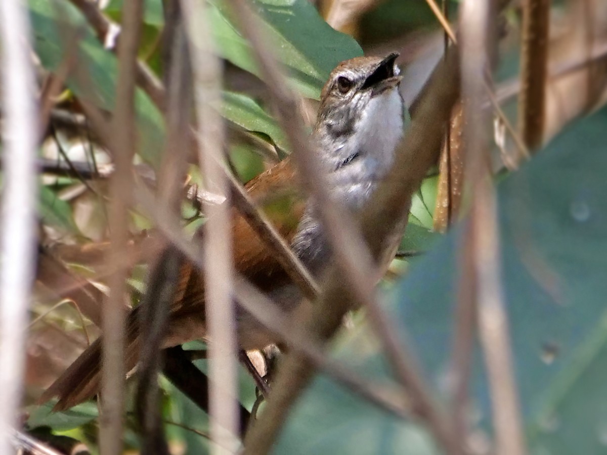 Locustelle des bambous - eBird