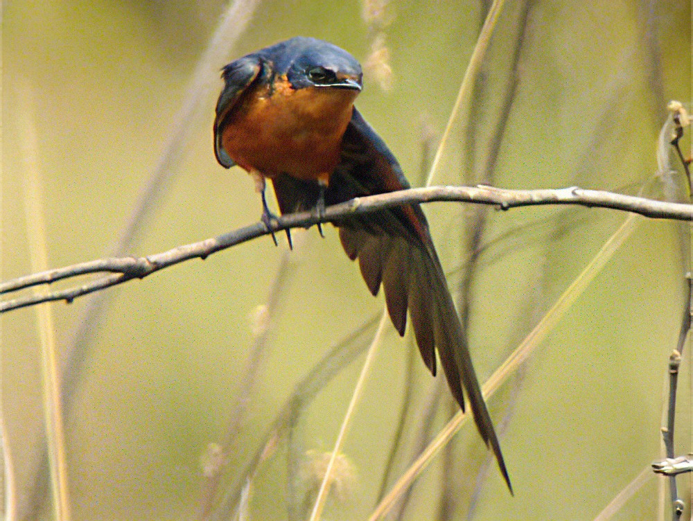 Black-and-rufous Swallow - eBird