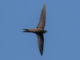 Plain Swift - Abundance map: Pre-breeding migration - eBird Status and ...