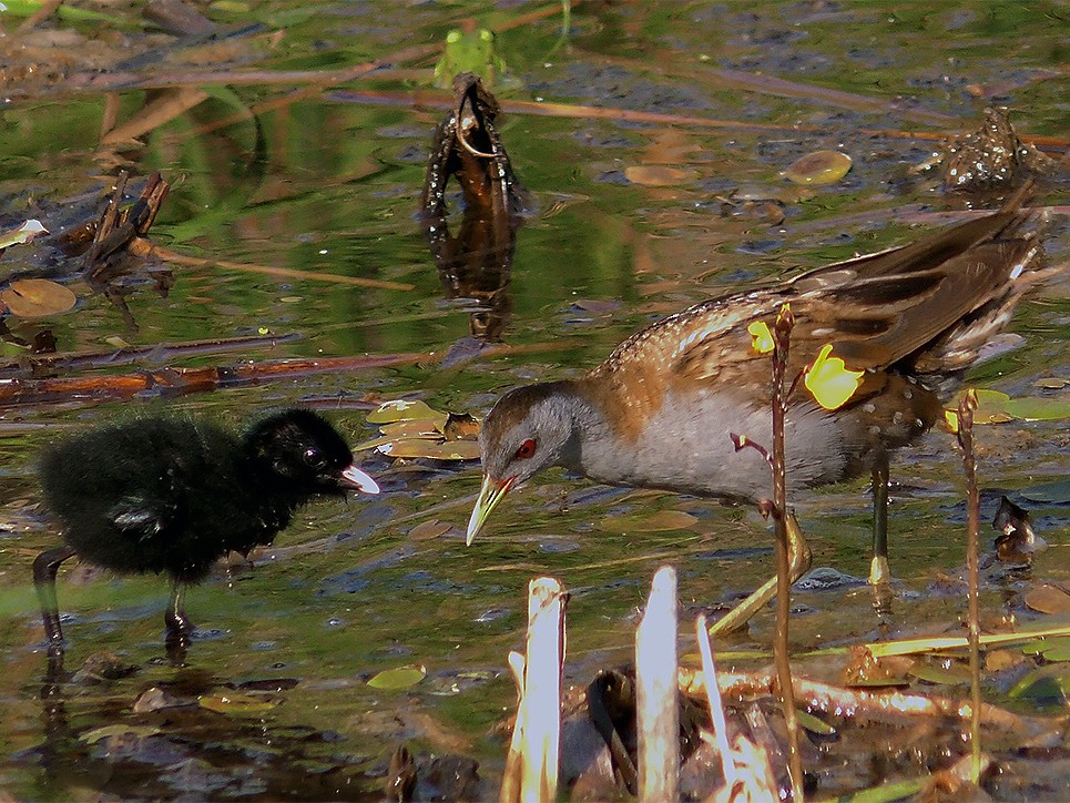 Little Crake - eBird