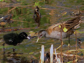 Little Crake - eBird