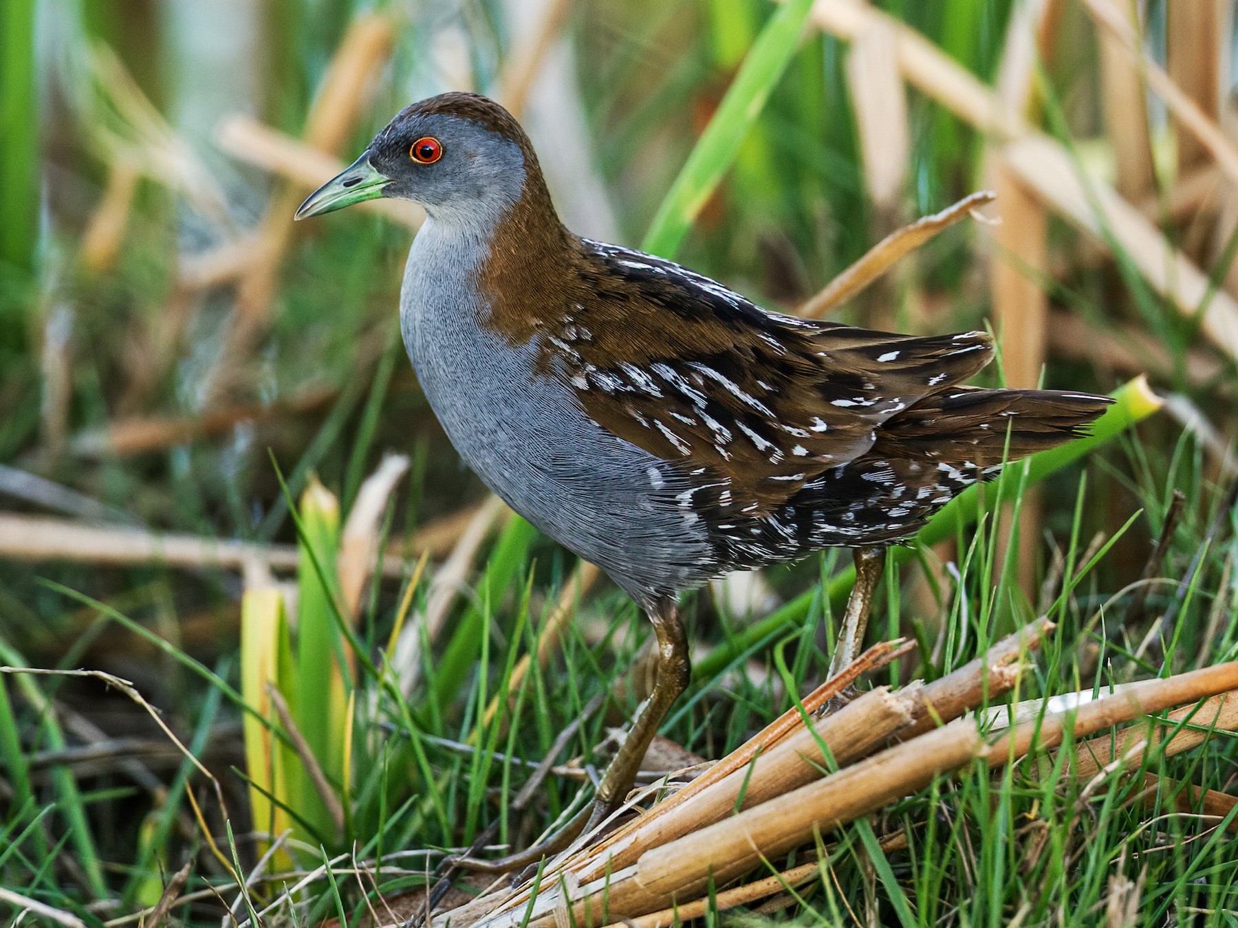 Baillon's Crake - eBird
