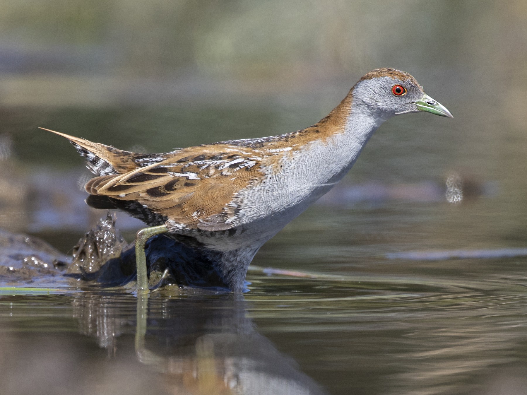 Baillon's Crake - eBird