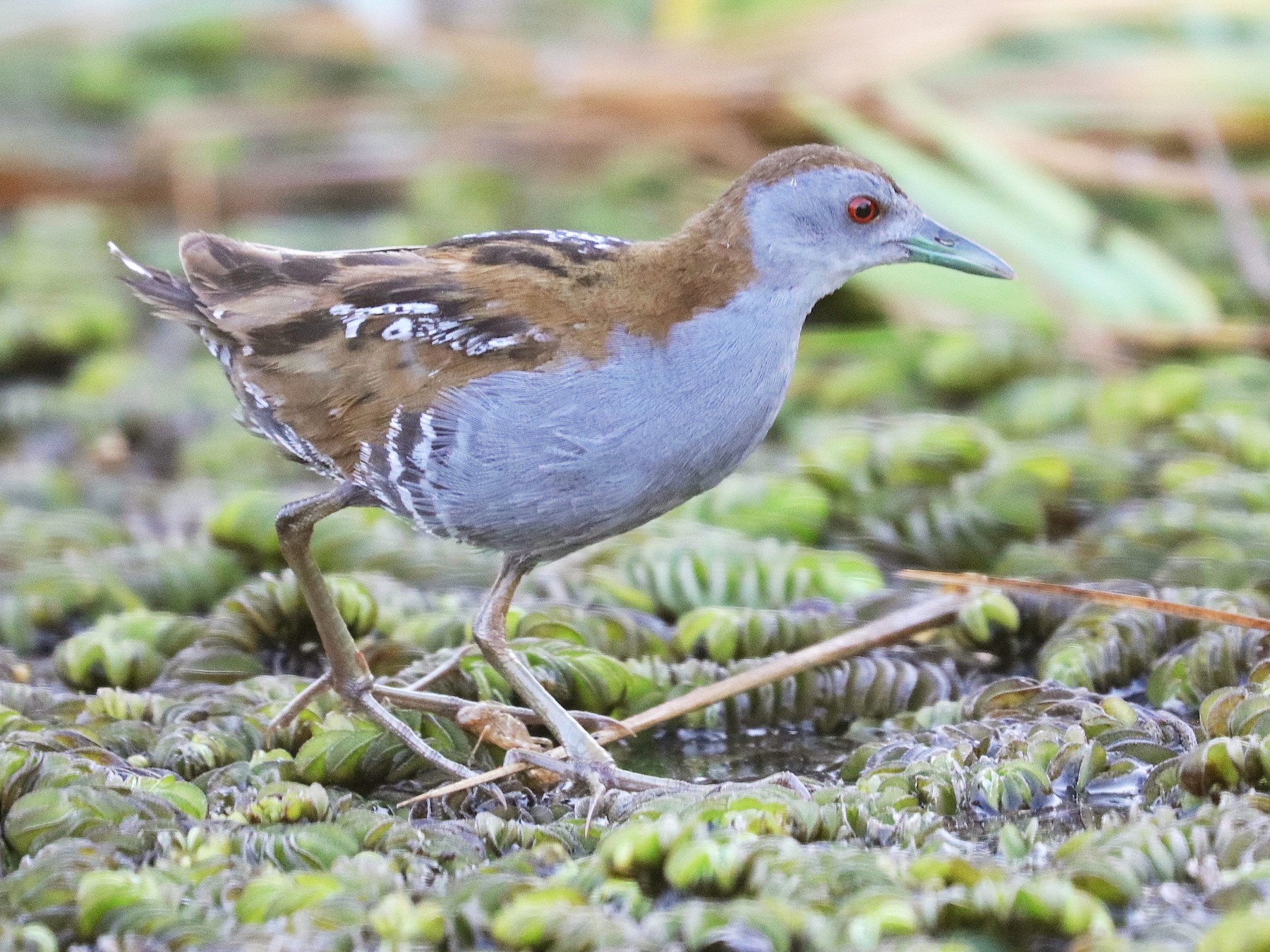 Baillon's Crake - eBird