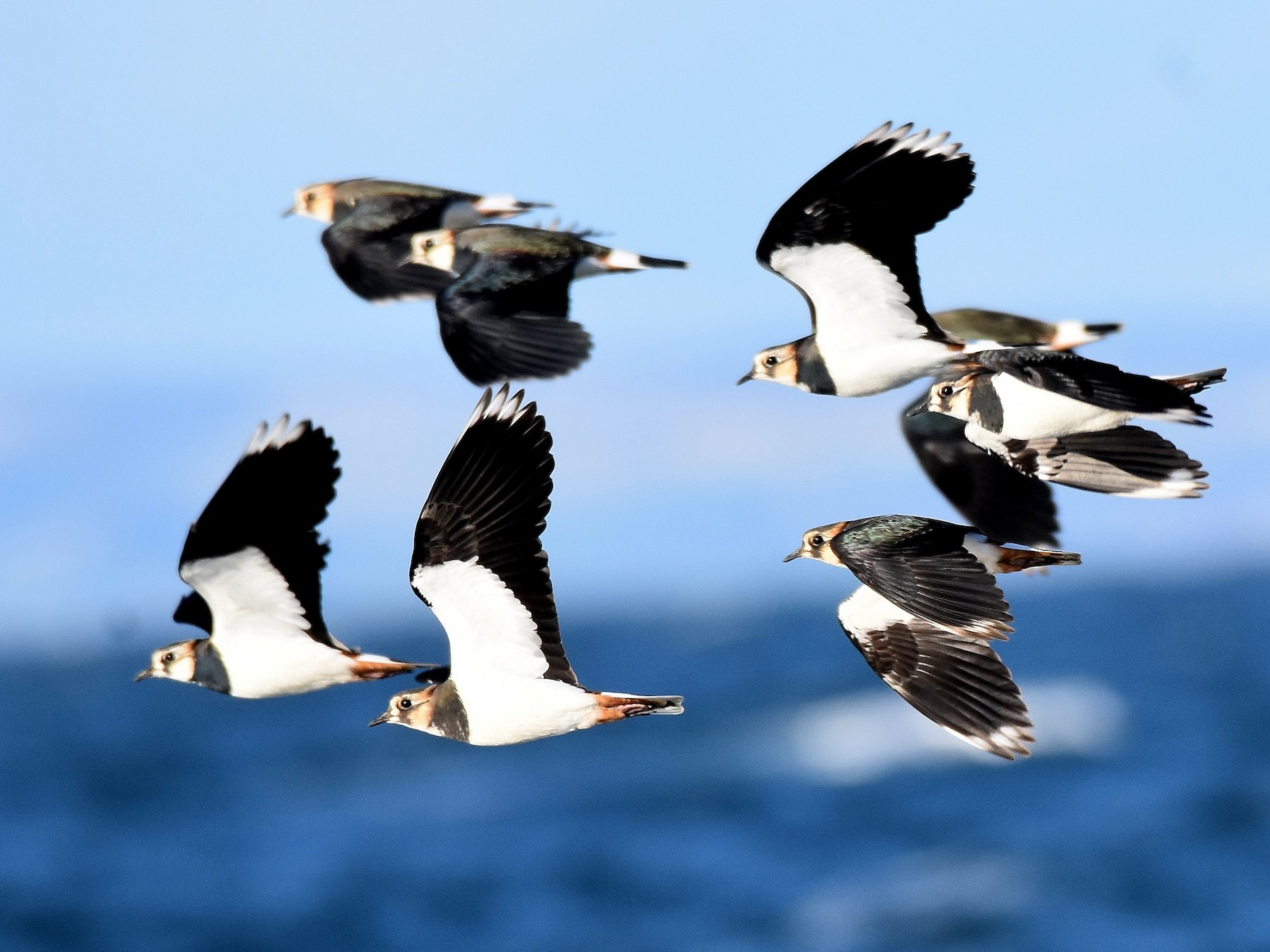Northern Lapwing - eBird