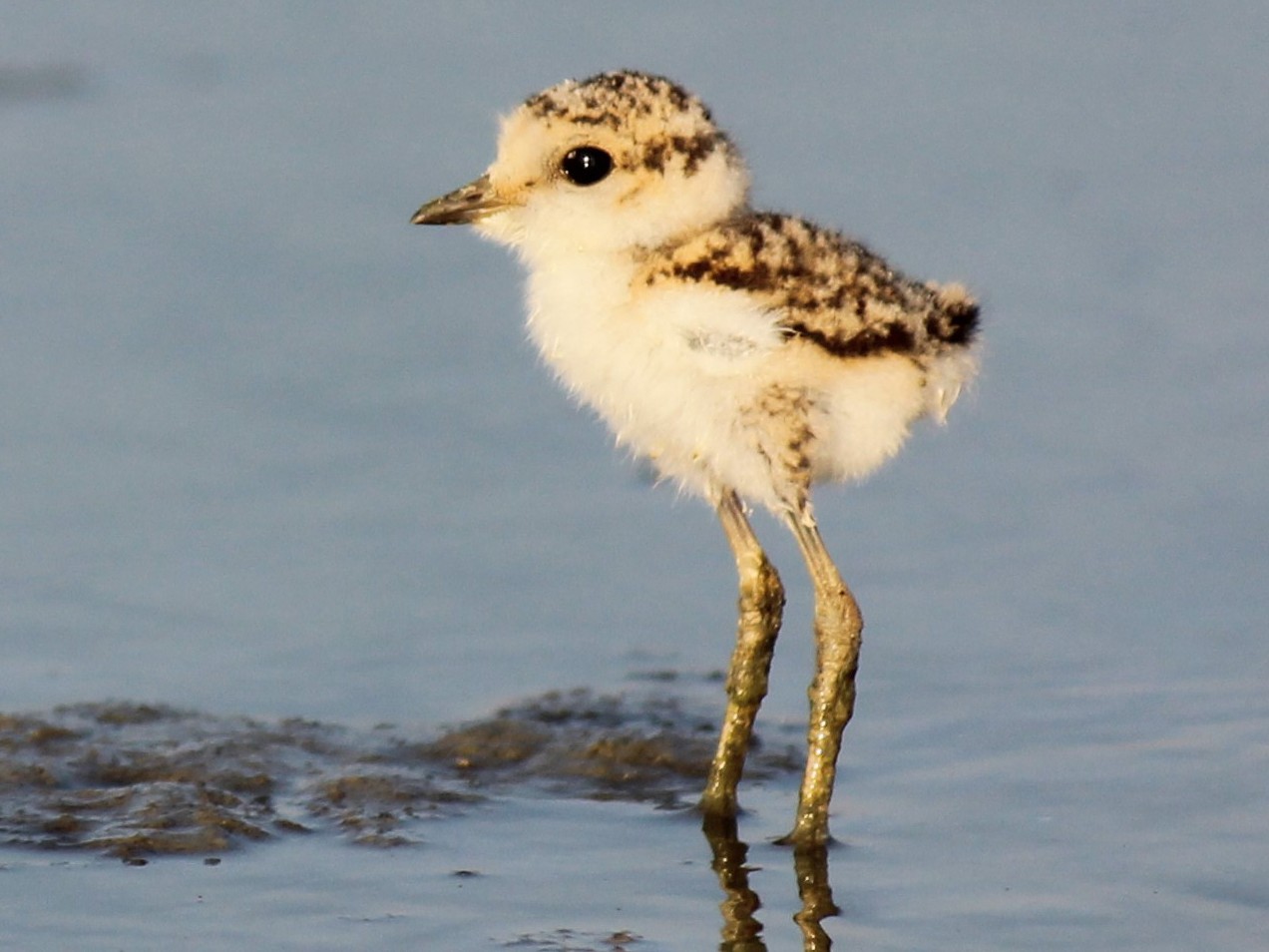 Kentish Plover - eBird