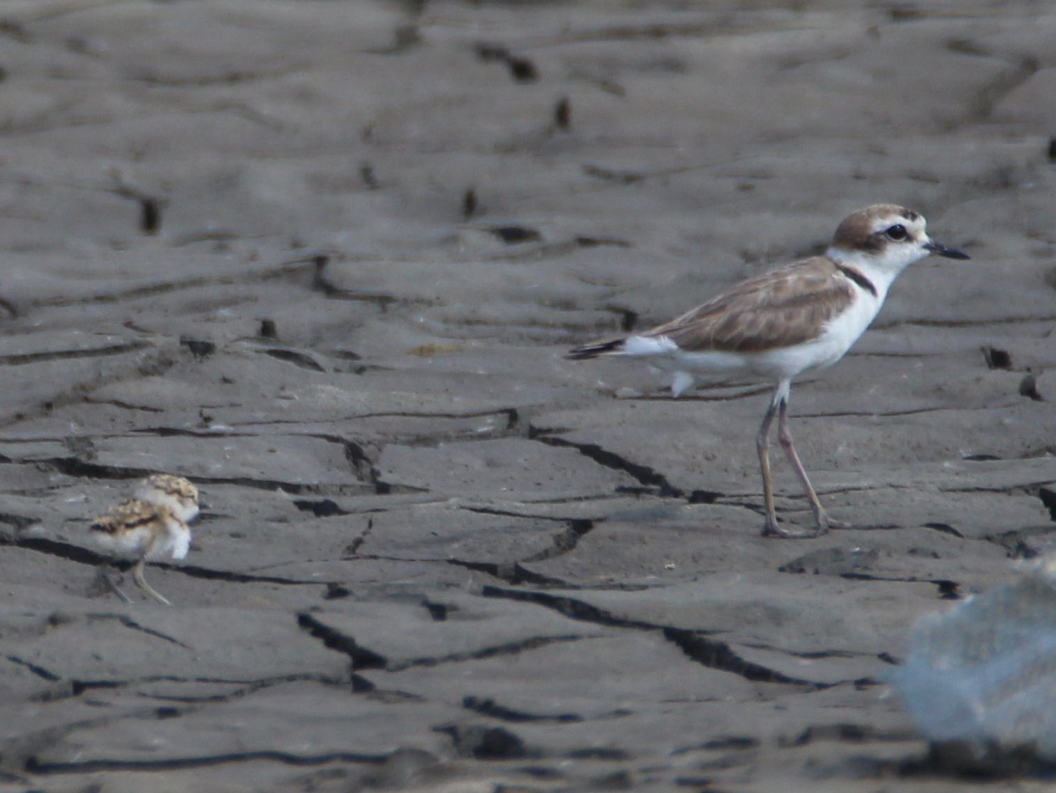 Kentish Plover - eBird