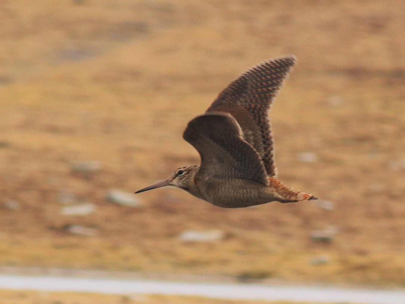 Woodcock Flying