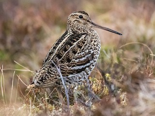 Great Snipe - eBird