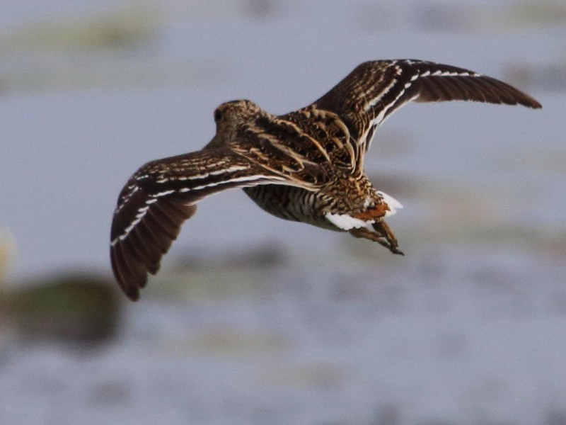 Great Snipe - eBird