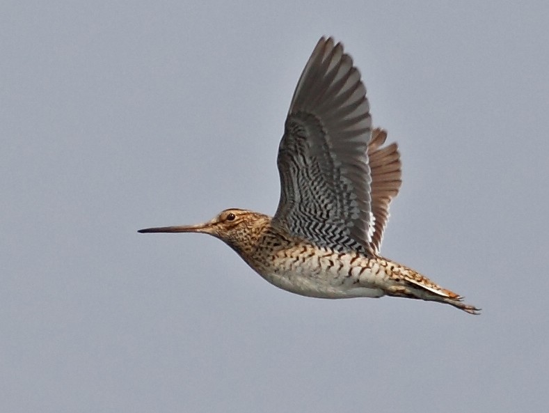 Great Snipe - eBird