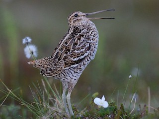 Great Snipe - eBird