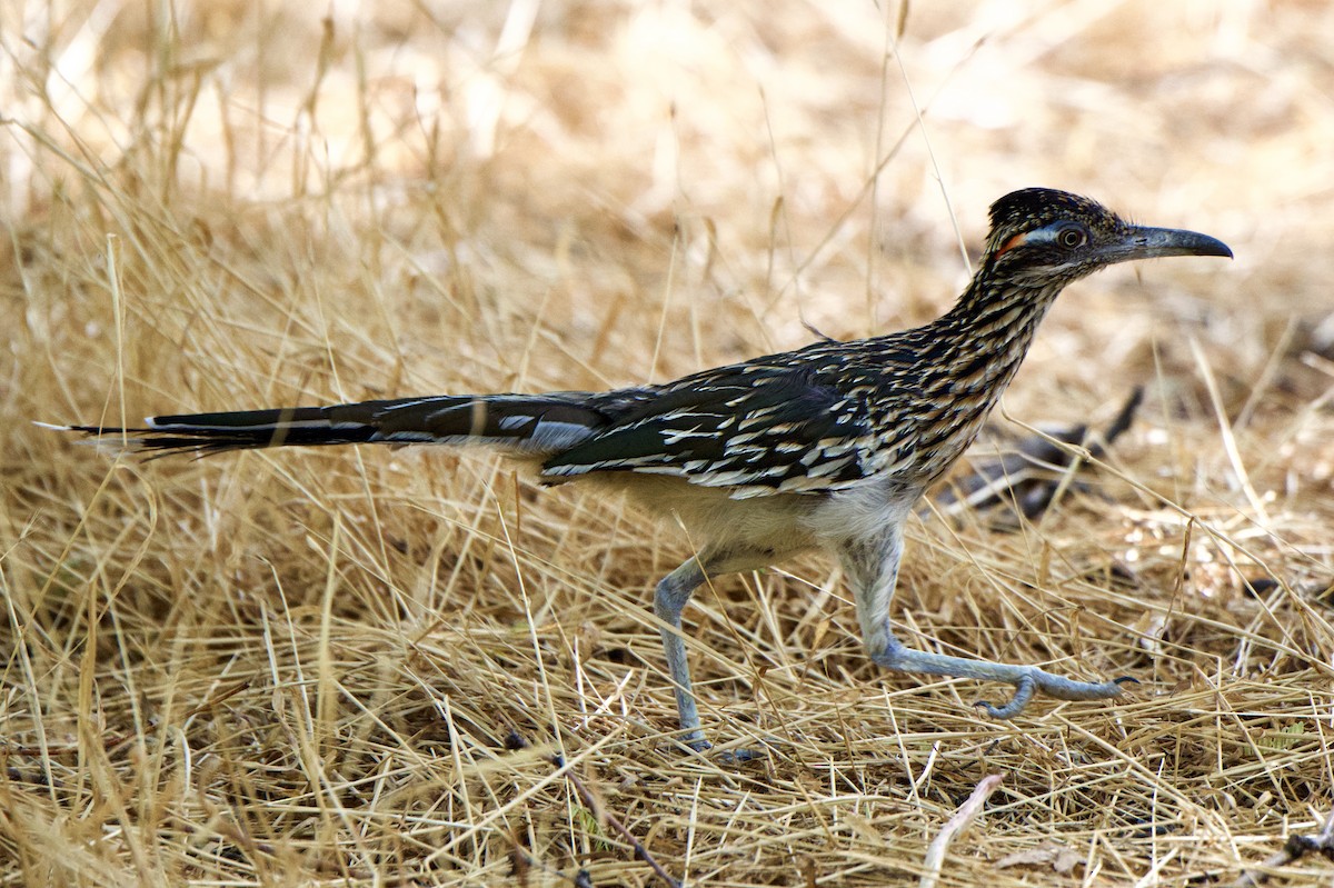 eBird Checklist - 5 Aug 2020 - Catalina SP - 36 species