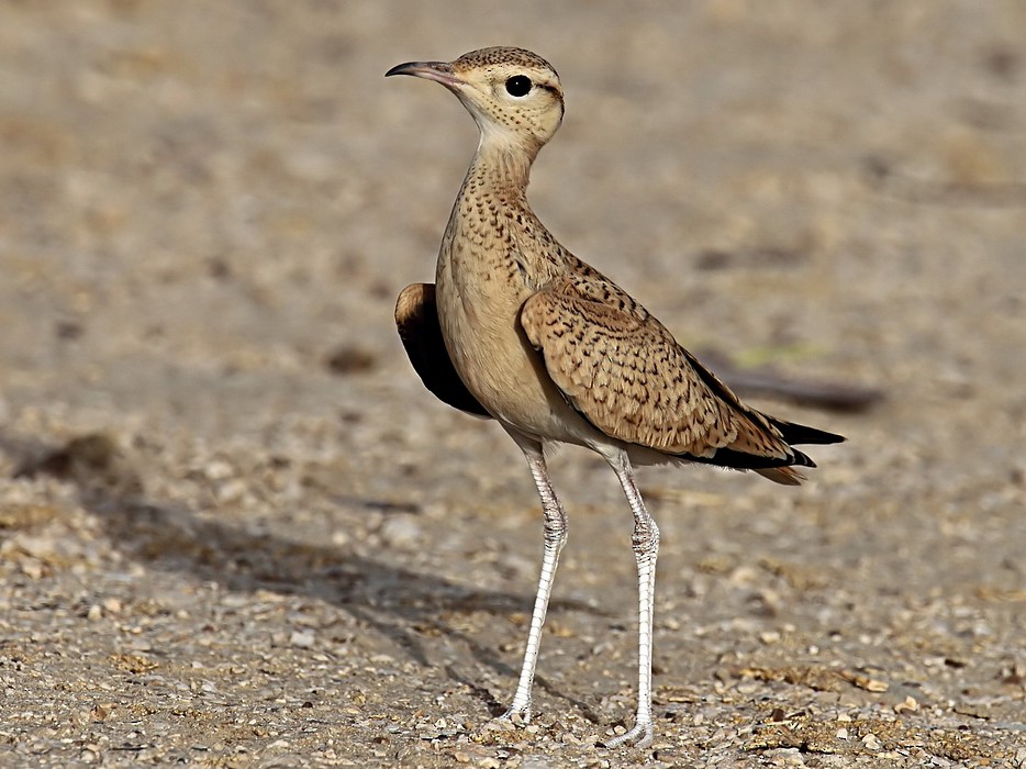 Cream-colored Courser - eBird