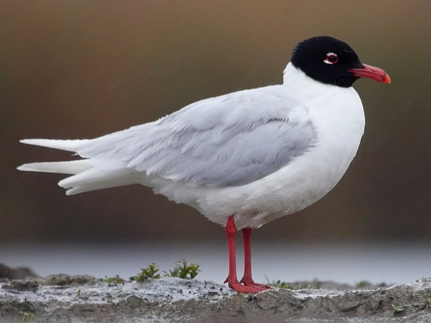 Mediterranean Gull - eBird