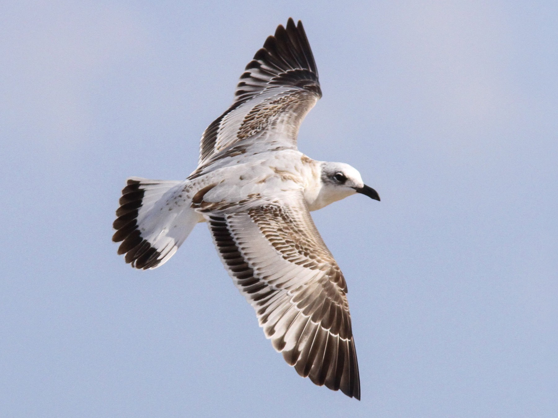 Mediterranean Gull - eBird