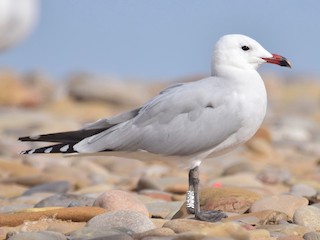 Audouin's Gull - eBird