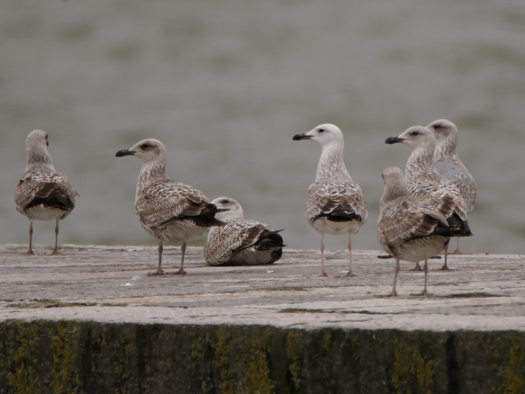 Caspian Gull - eBird