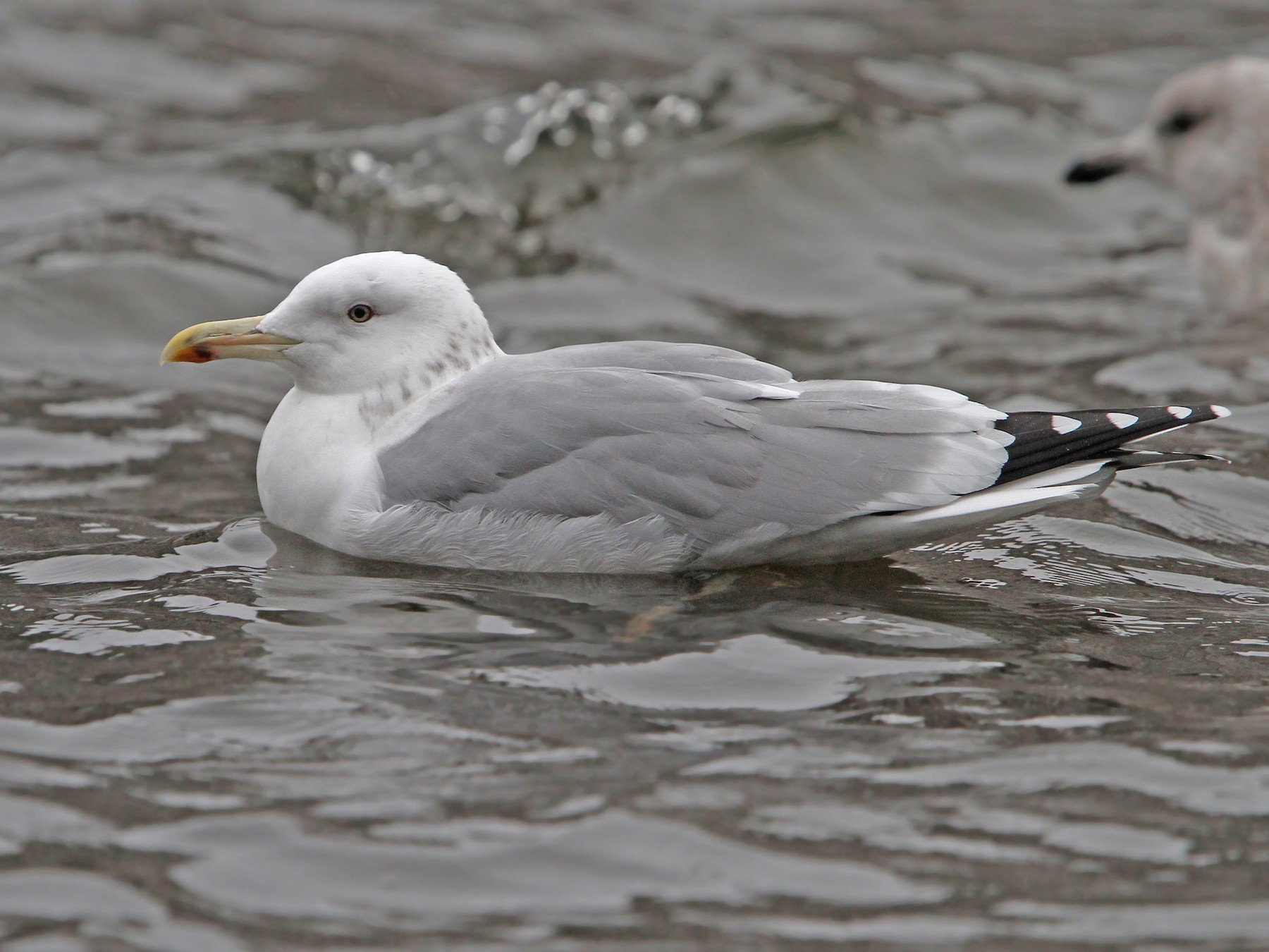 Caspian Gull - eBird