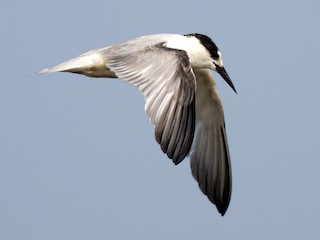 Little Tern - eBird