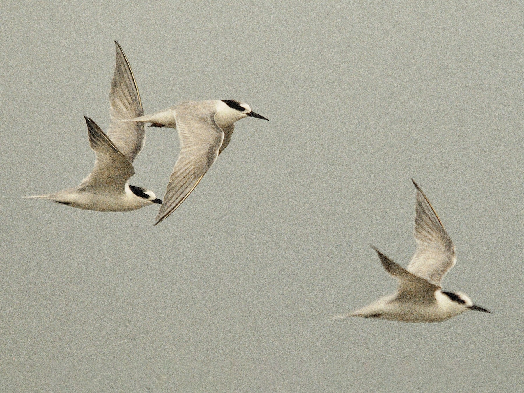 Little Tern - eBird