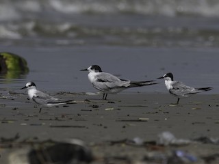 Little Tern - eBird