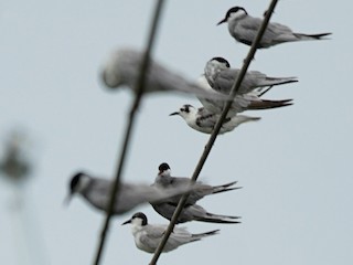 White-winged Tern - eBird