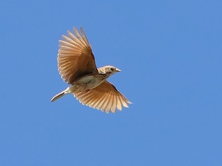 Williams's Lark - eBird