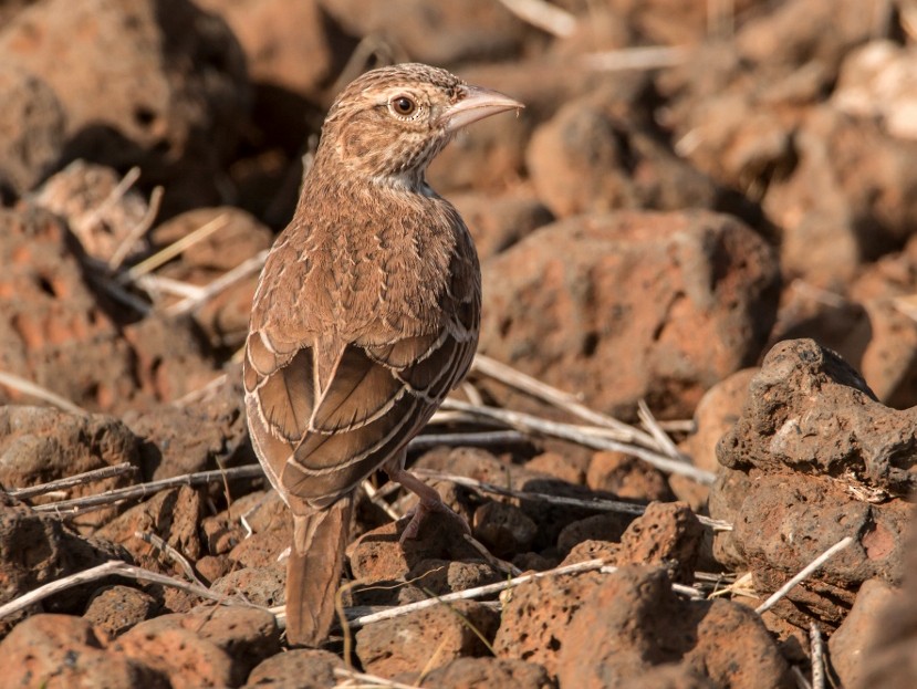 Williams's Lark - eBird
