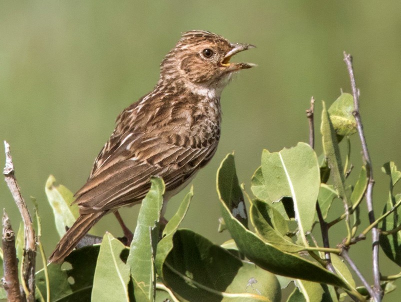 Friedmann's Lark - eBird