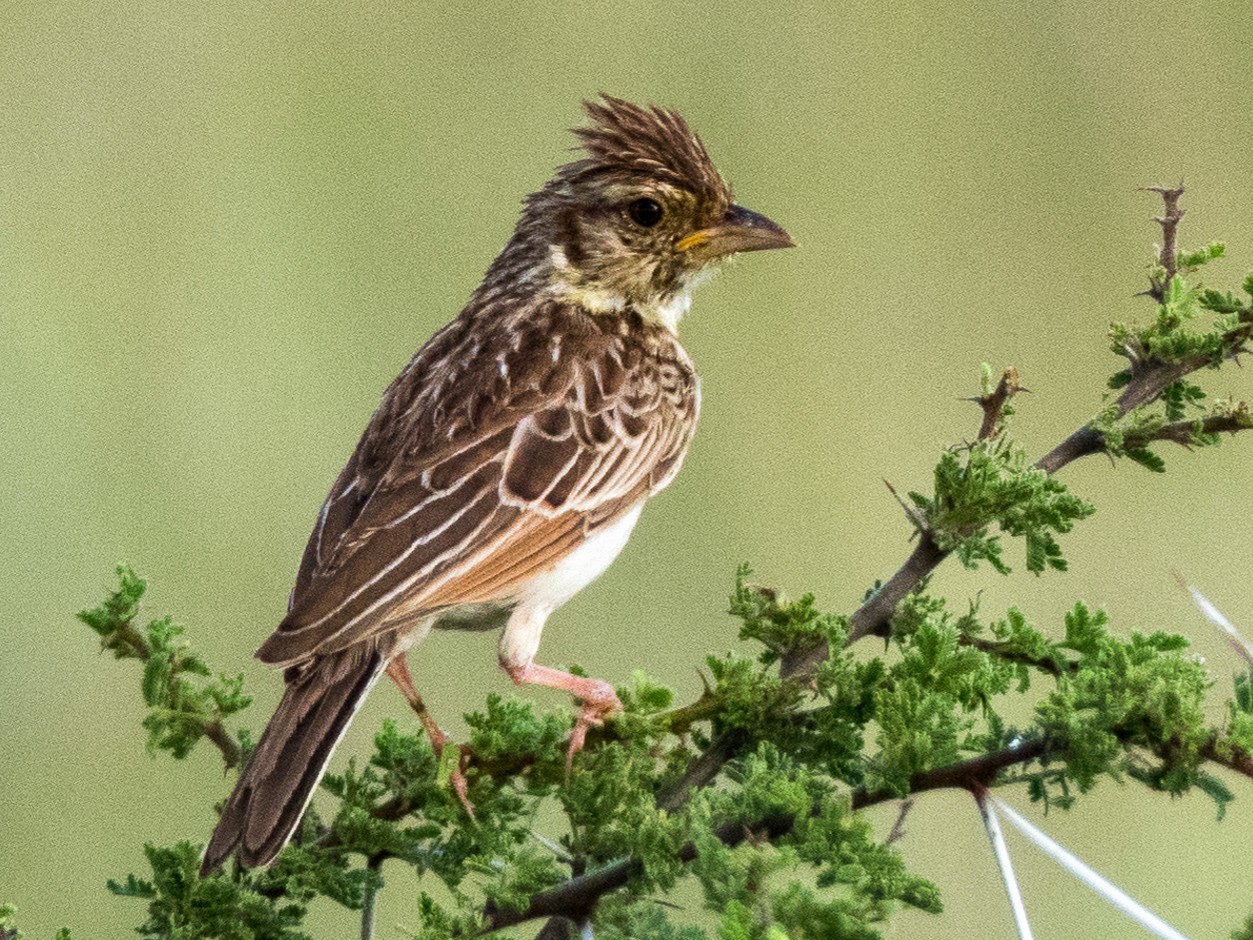 Friedmann's Lark - eBird