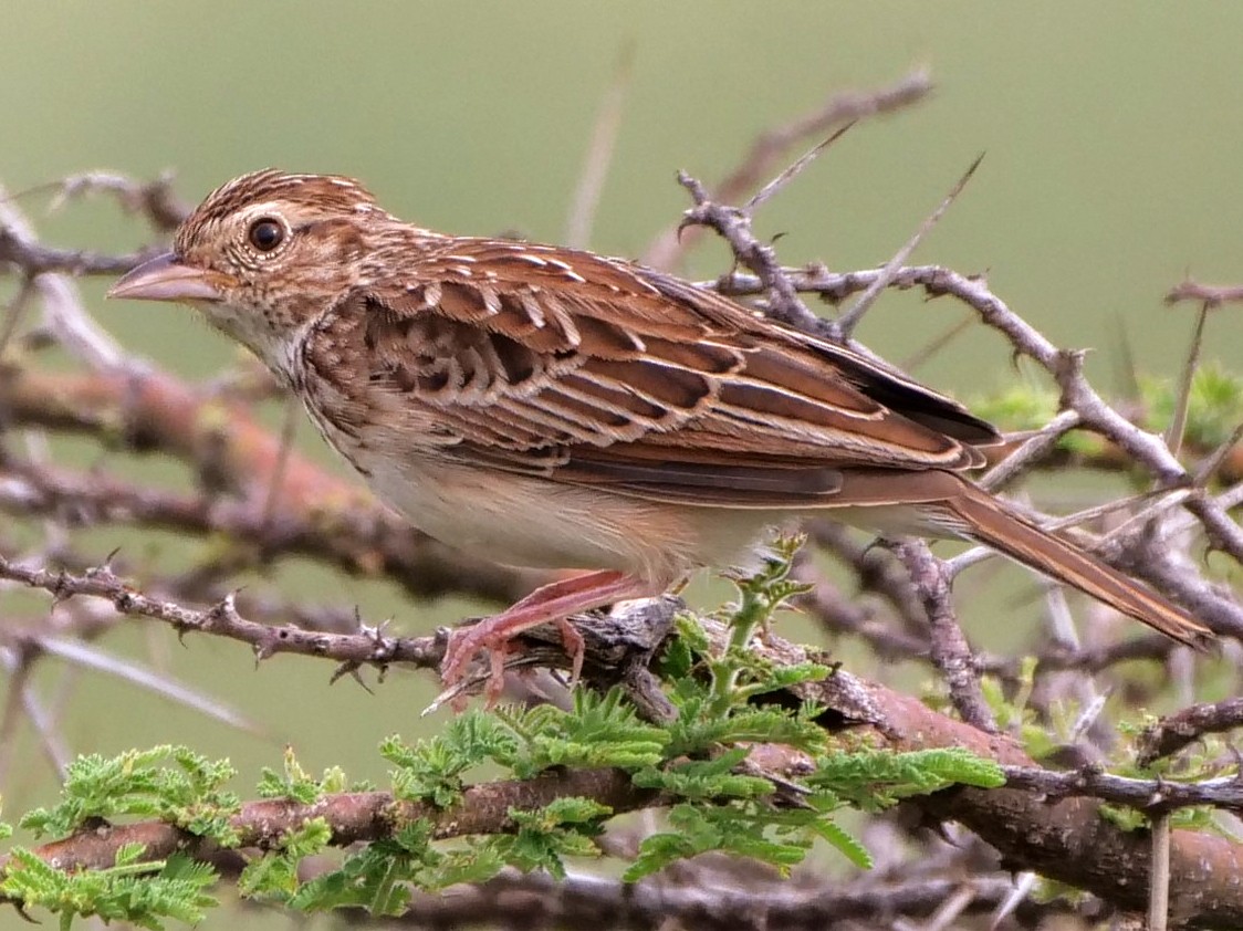 Friedmann's Lark - eBird