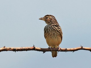 White-tailed Lark - eBird