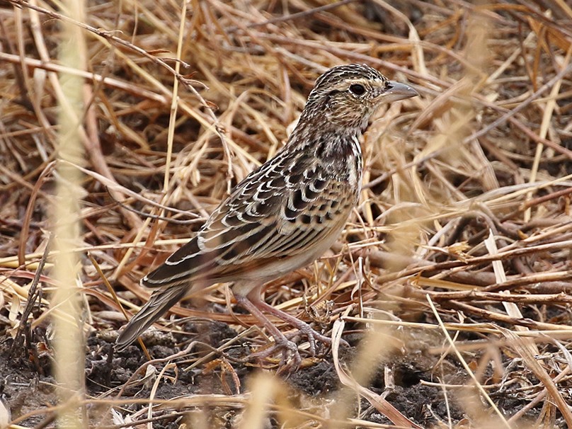 White-tailed Lark - eBird