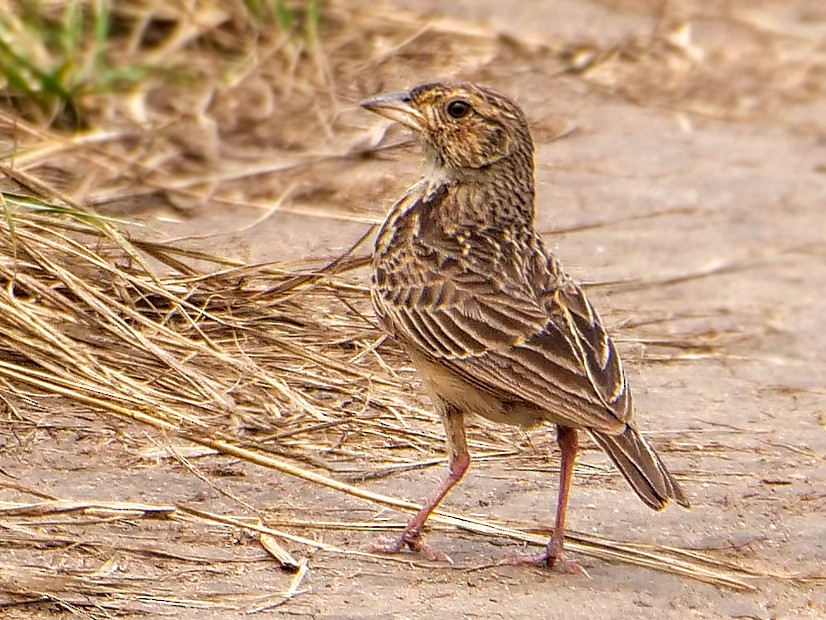 White-tailed Lark - eBird