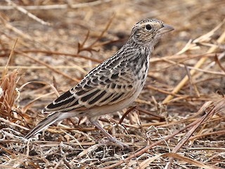 White-tailed Lark - eBird